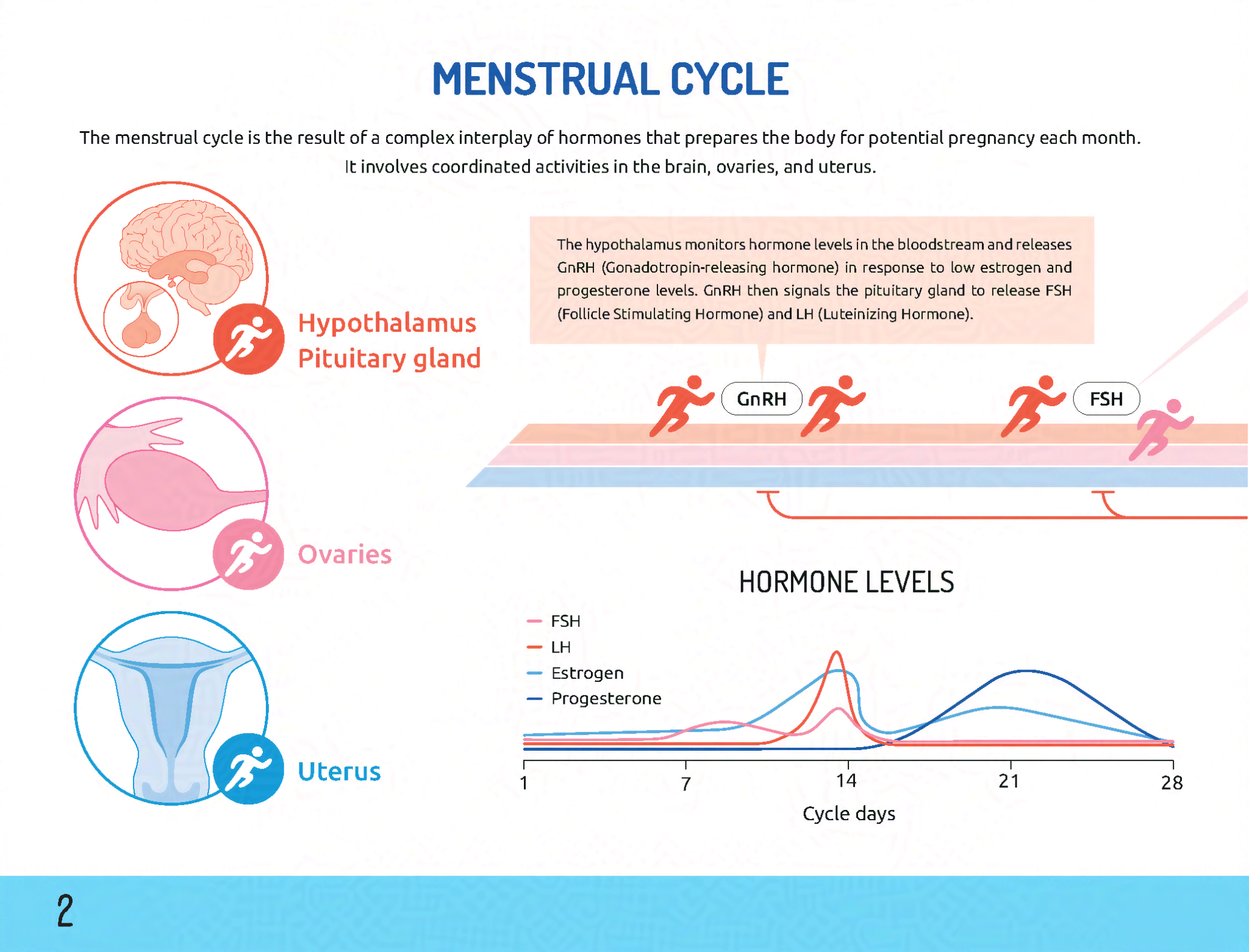 Gynaecology 101: Anatomy and physiology of the reproductive system ...