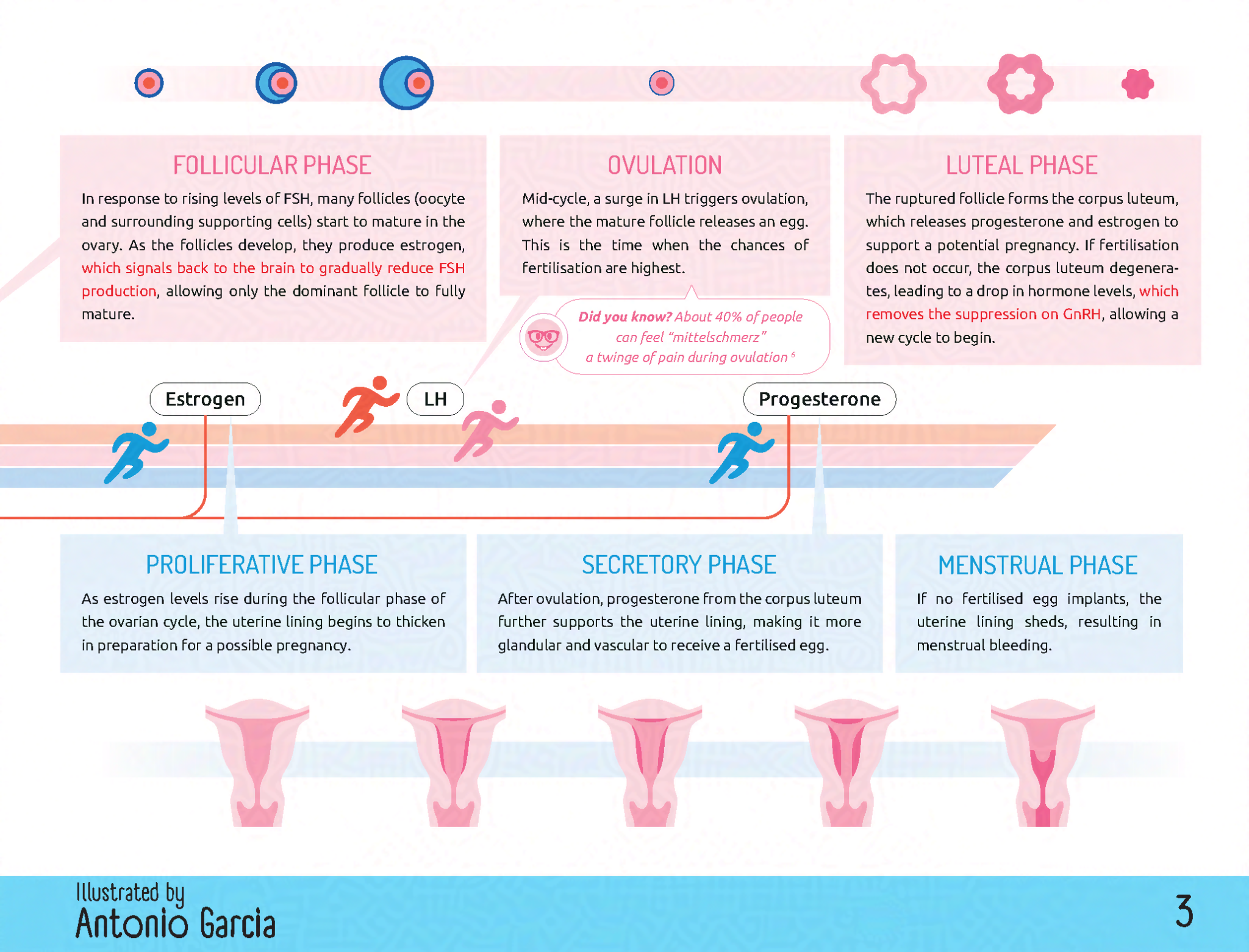 Gynaecology 101: Anatomy and physiology of the reproductive system ...